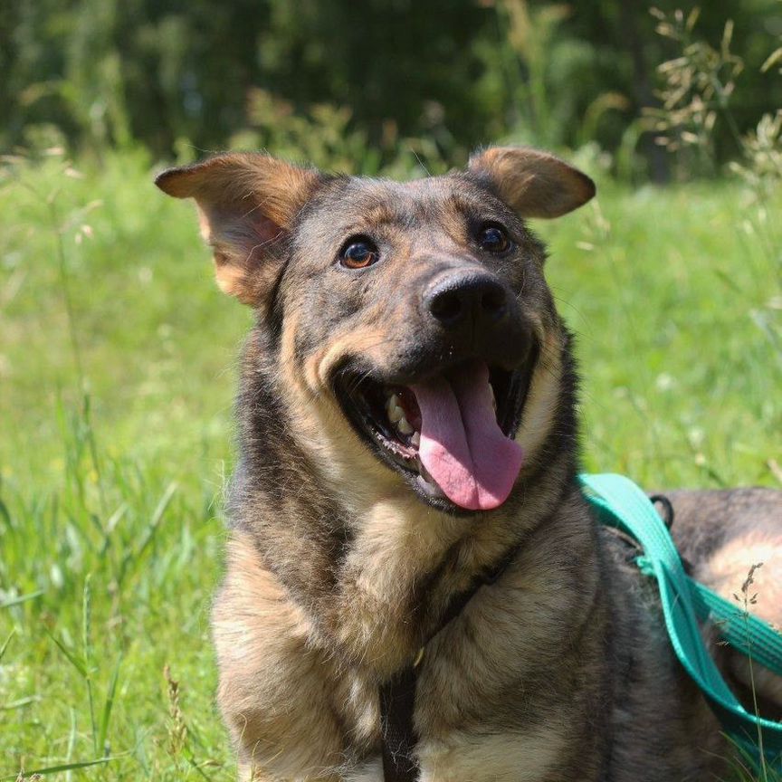 Трепетная девочка Лили ищет дом