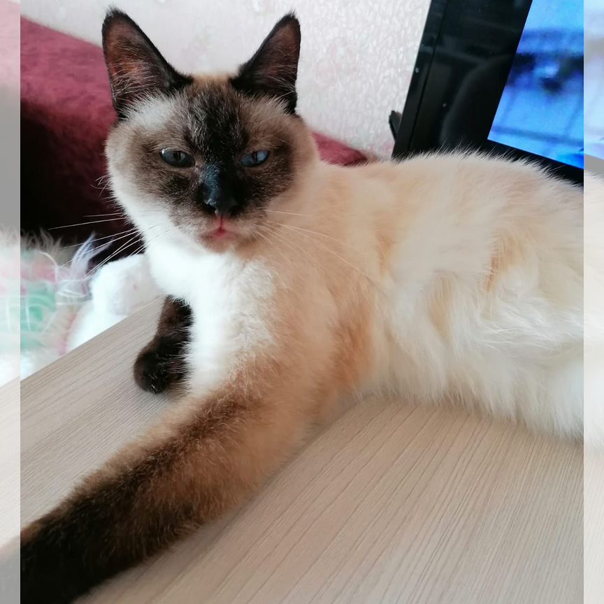 Тайский кот, взрослый