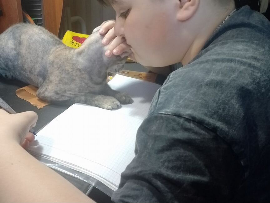 Кошки в добрые руки сфинкс