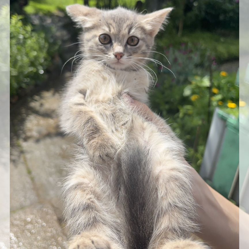 Котята