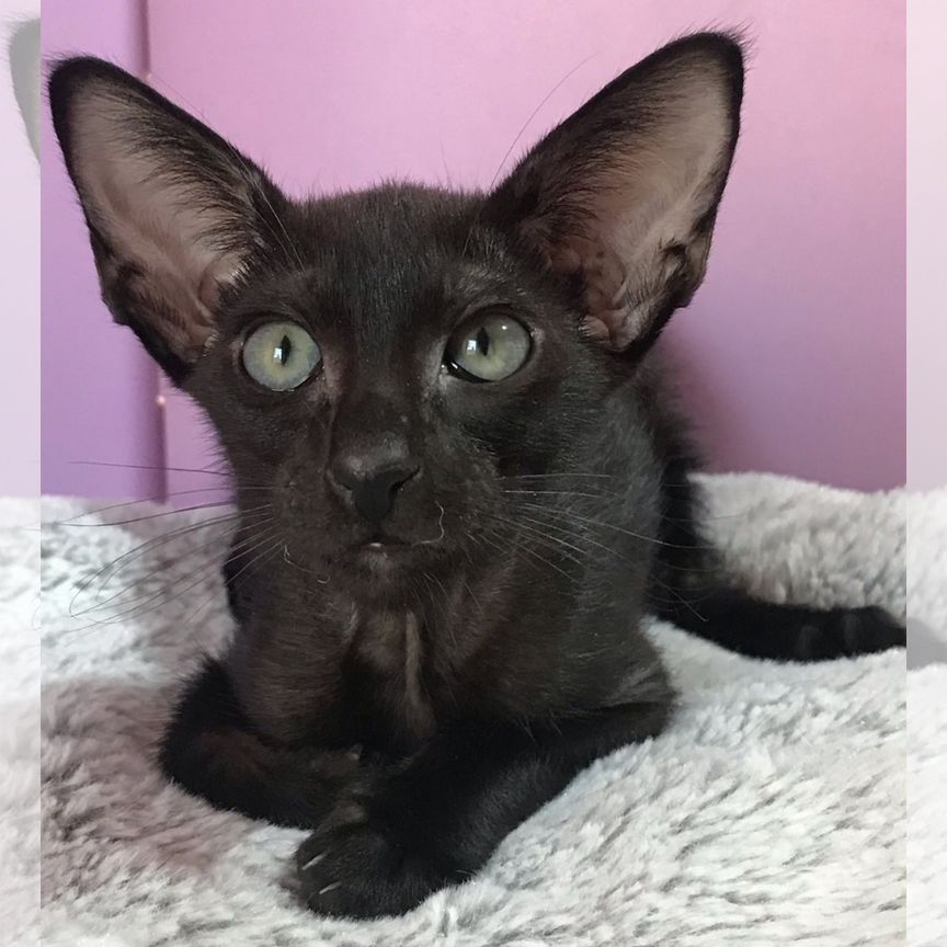 Ориентальный котёнок