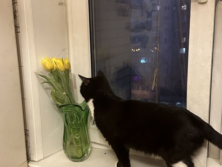 Кошка Алиса в добрые руки