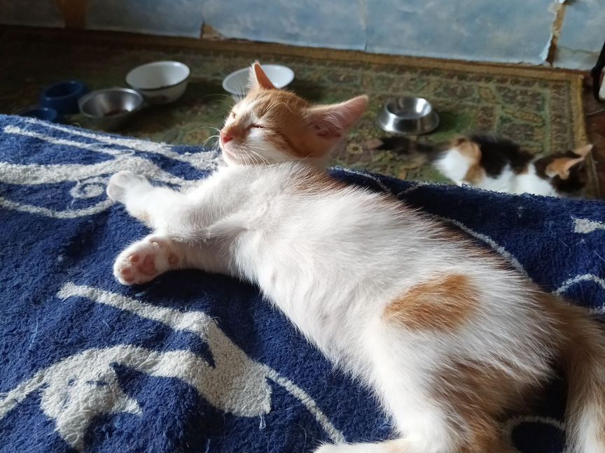 Кошка в дар бесплатно