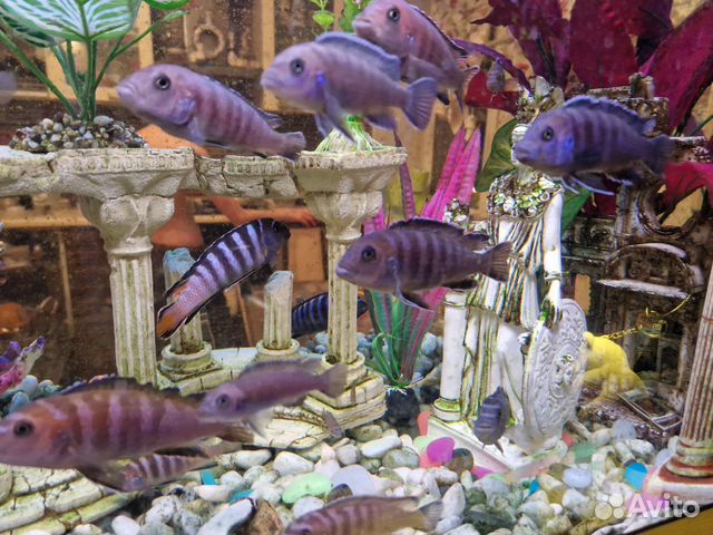 Малавийские цихлиды