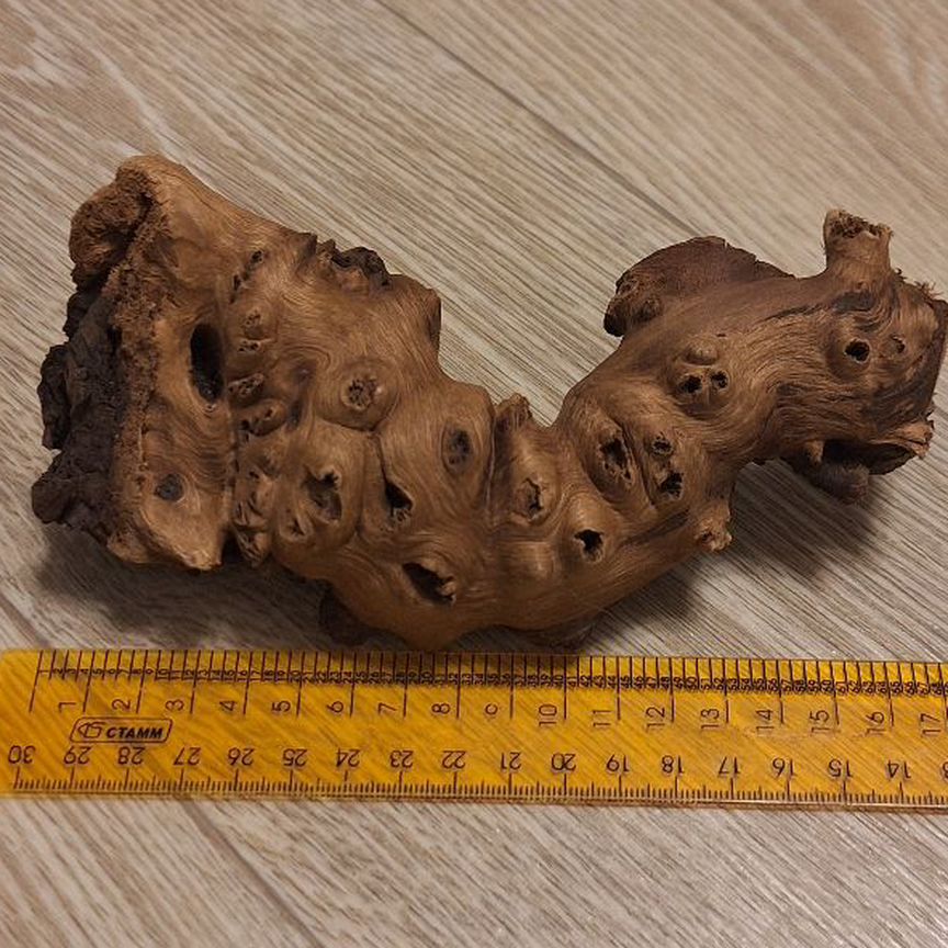 Коряга мангровая средняя