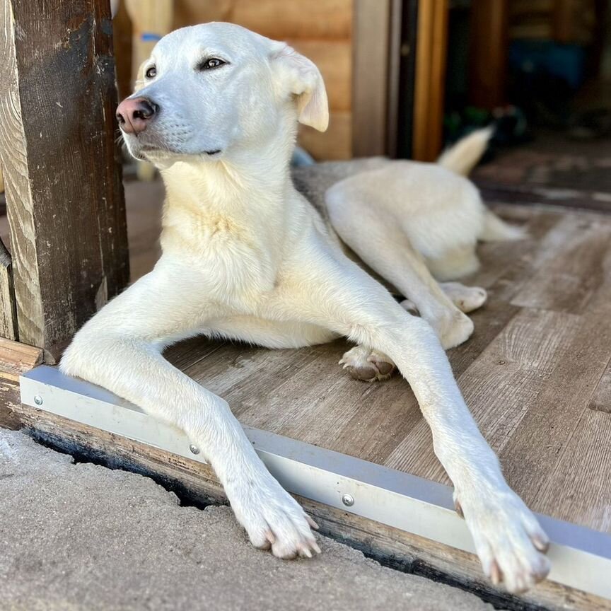 Взрослая собака в добрые руки