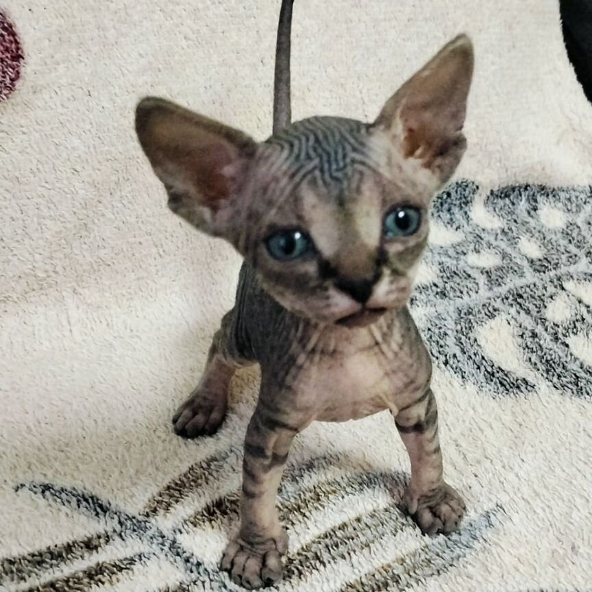 Канадский сфинкс