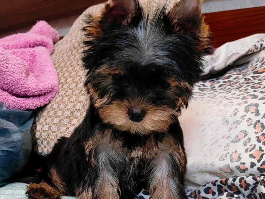 Красивые йорики короткие мордочки