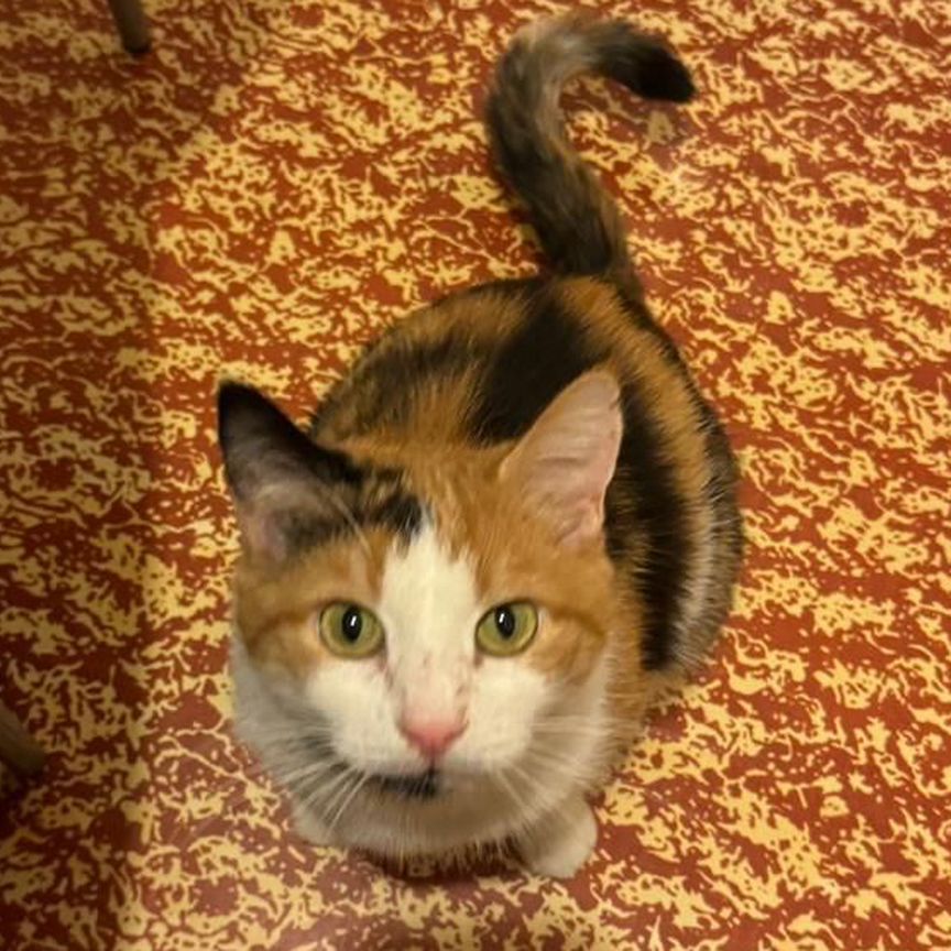 Трехцветка на счастье