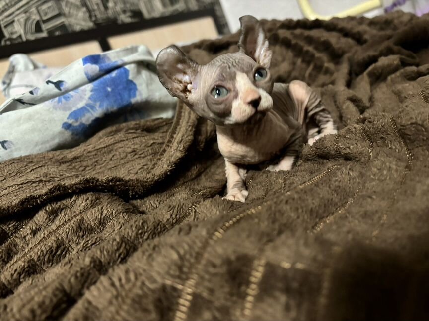 Сфинкс эльф