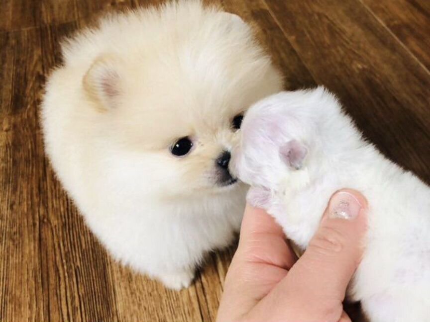 Шпицы mini micra мишки