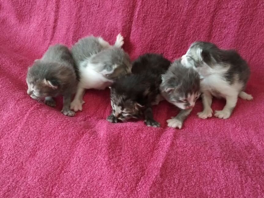 Котята в добрые руки