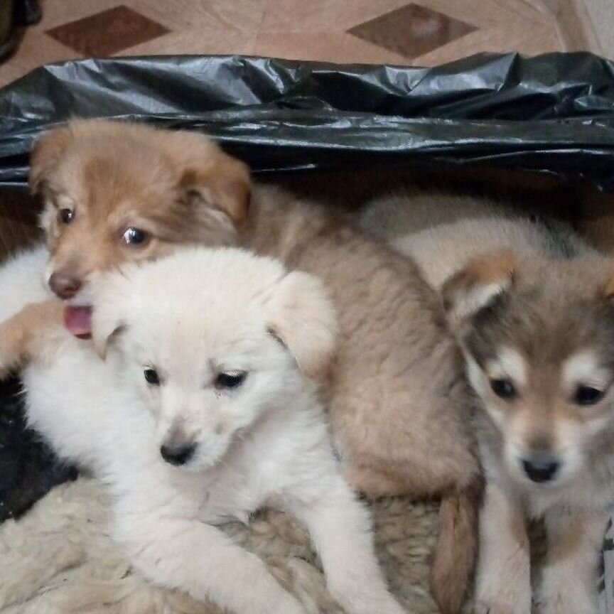 Отдам в добрые руки