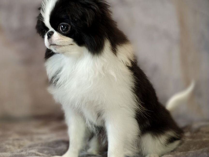 Щенки японский Хин мальчик