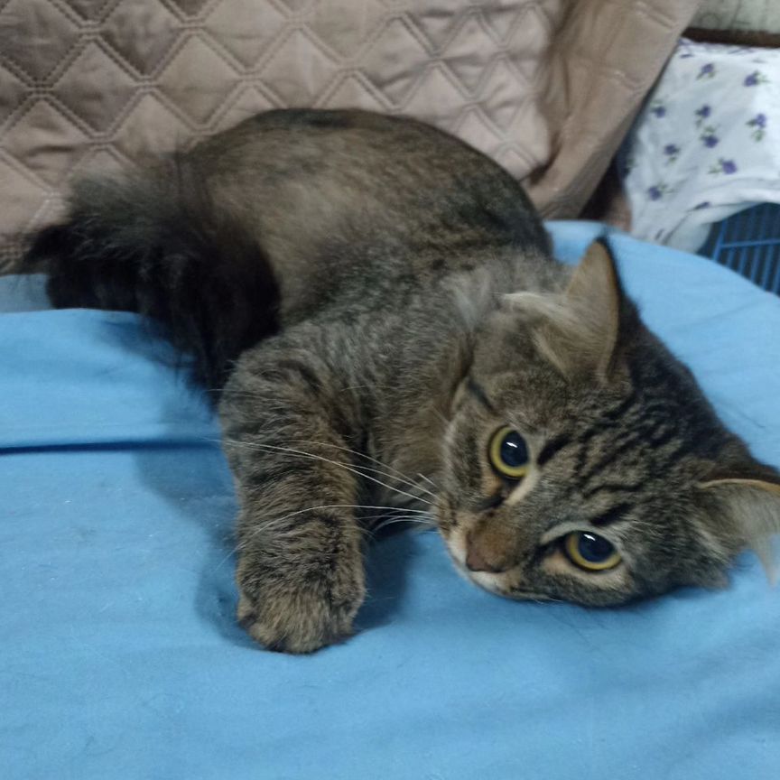 Котик в добрые руки