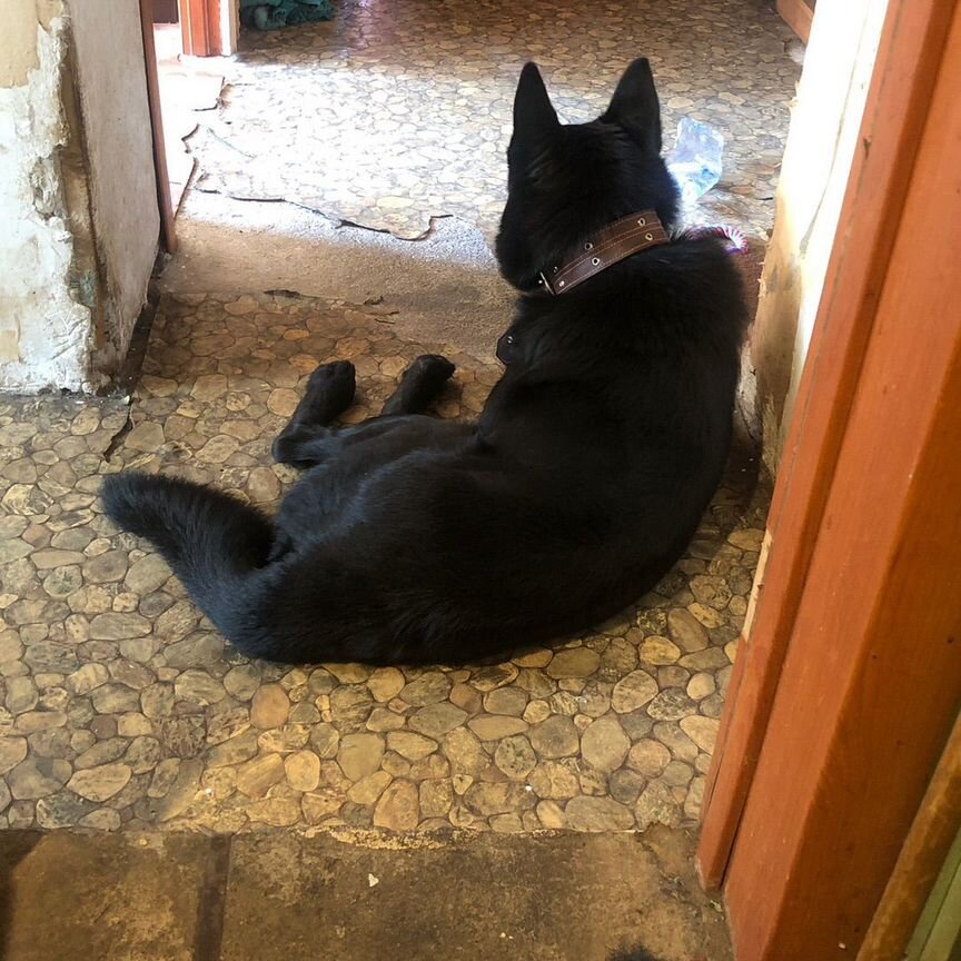 Отдам в добрые руки собаку