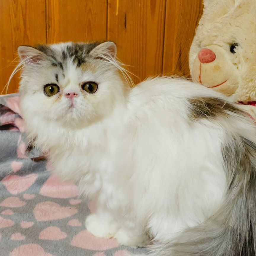 Персидский котик
