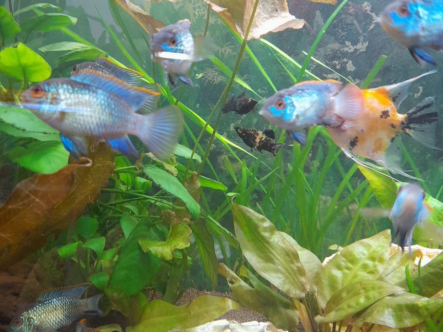 Рыба наннакара 5ти месячная