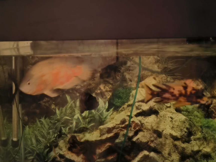 Продам астранотуса