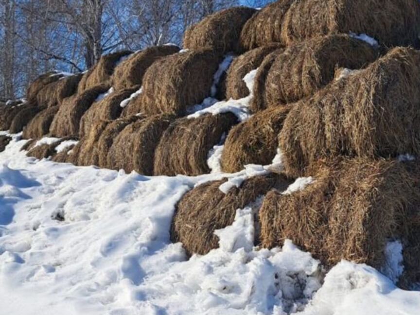 Продам сено в рулонах
