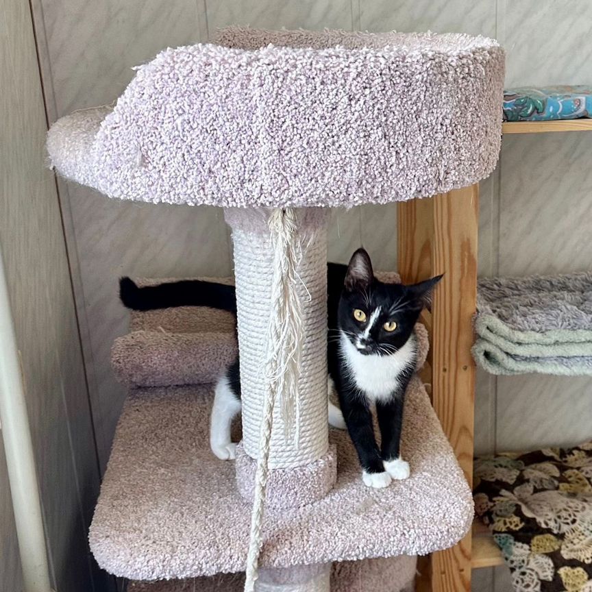 Кошечка в добрые руки