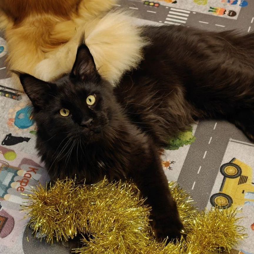 Мейн-кун, взрослый кот