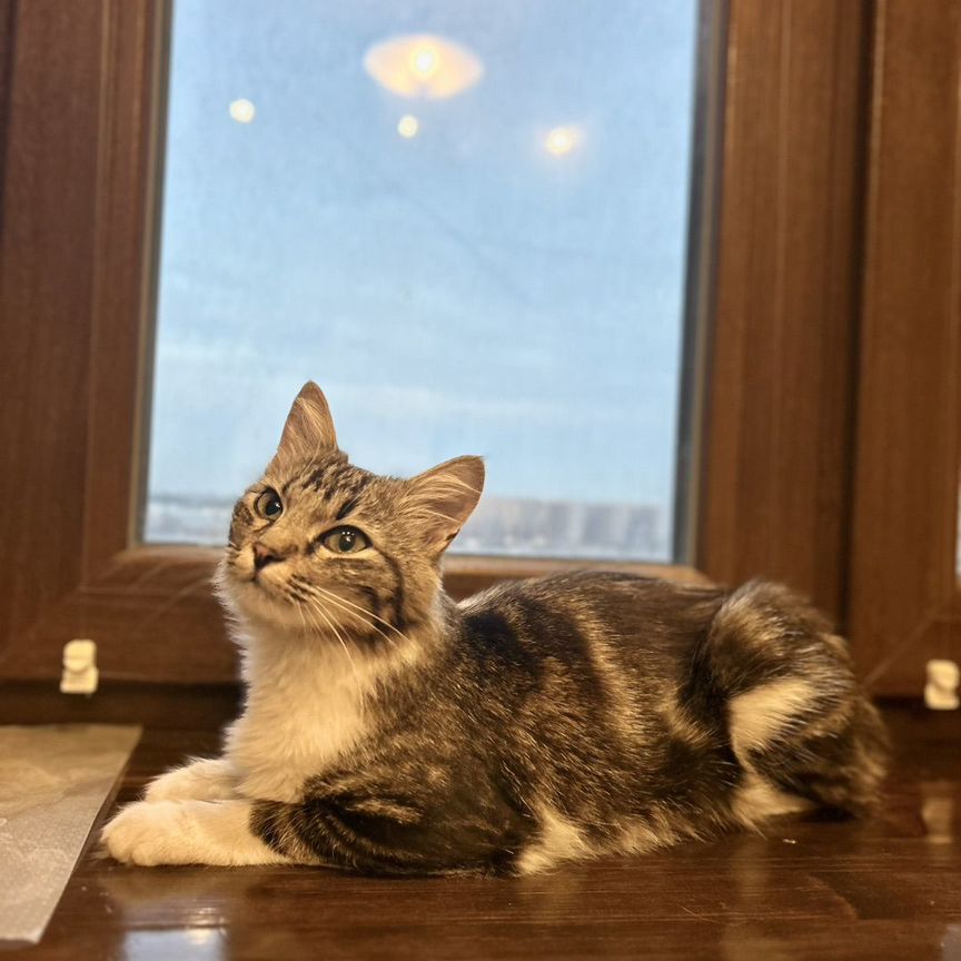 Молоденькая кошка в добрые руки