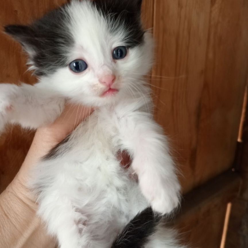 Котята в добрые руки бесплатно