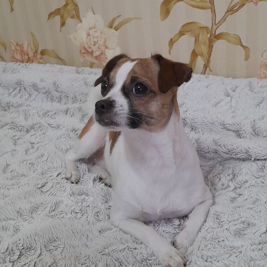 Полу чихуахуашка (собака нянька)