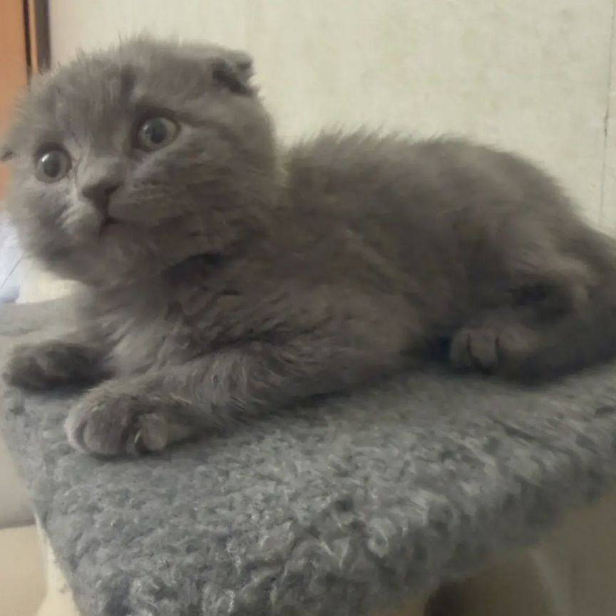 Шотландский вислоухий короткошёрстный котёнок
