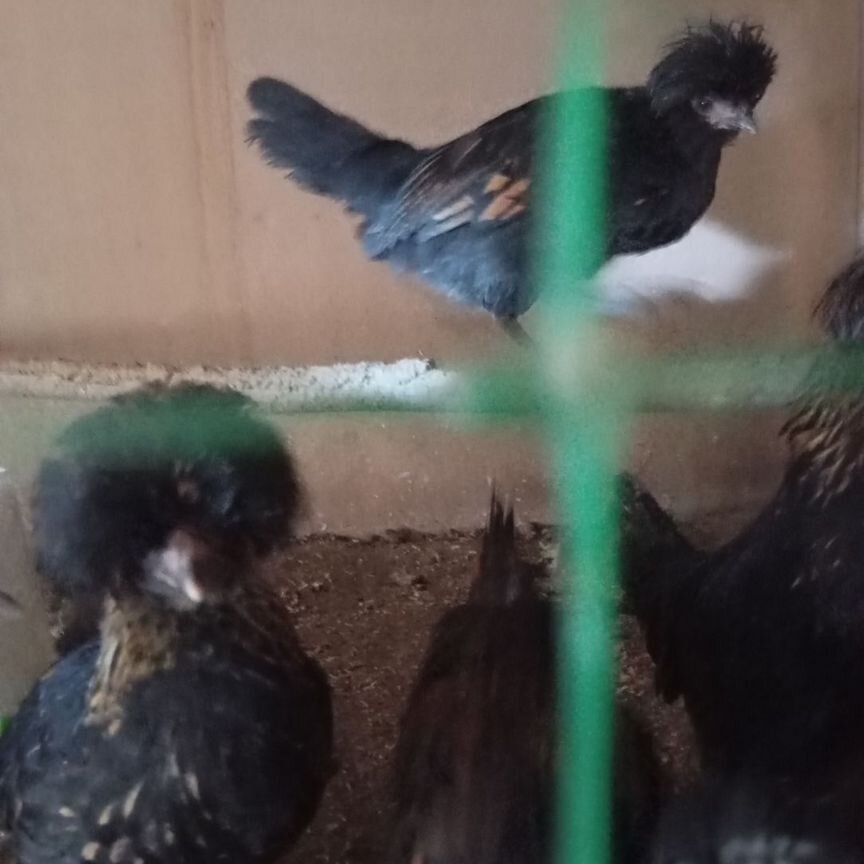 Падуанчиков, породный виандот, петя