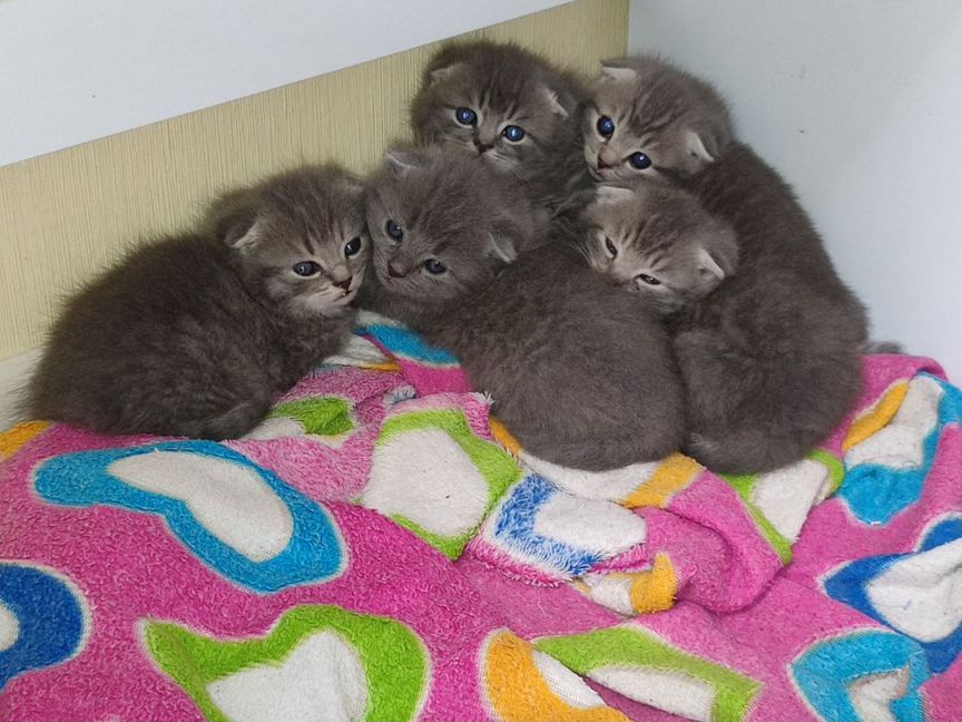 Шотландские вислоухие пирожки