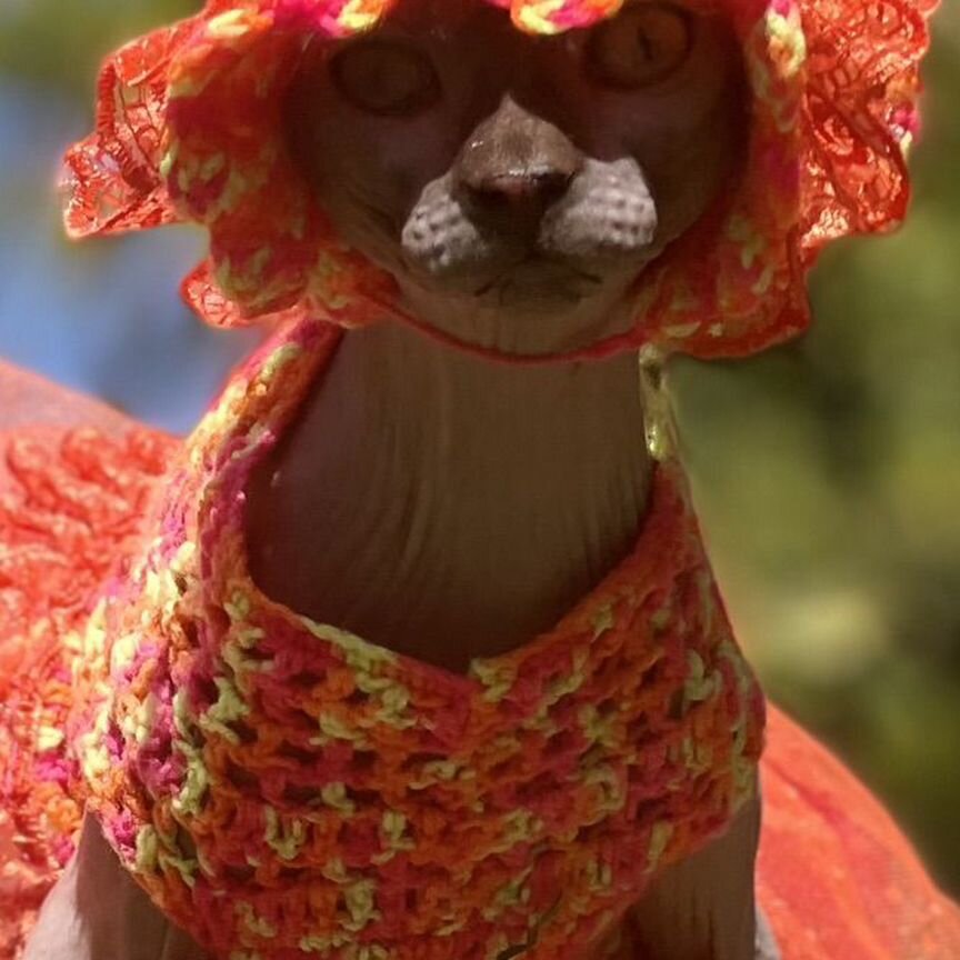 Модница эльфуша