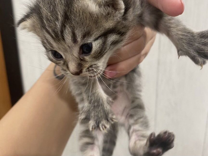 Британские котята