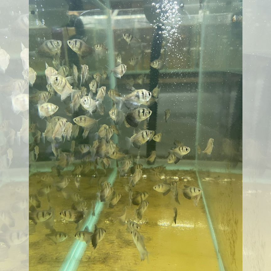 Тернеция черная