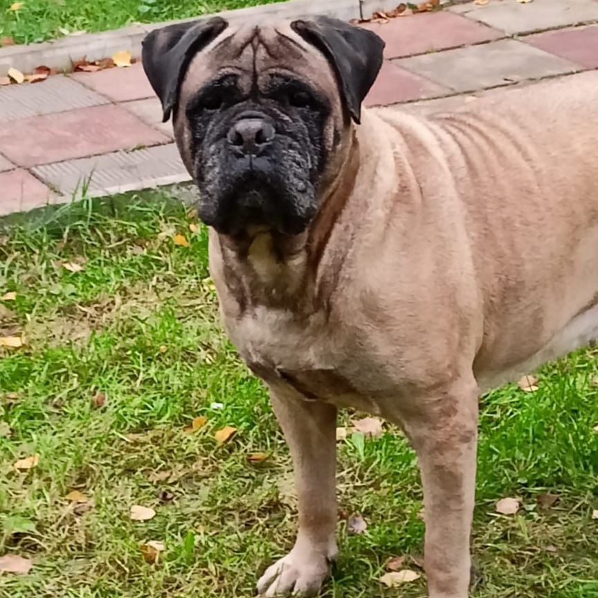 Дане нужен дом