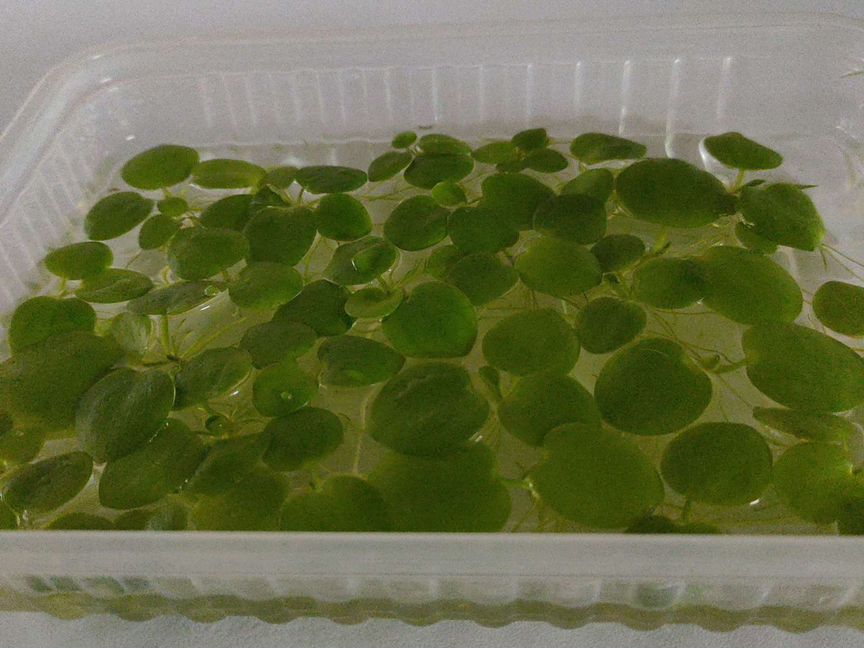 Плавающие растения