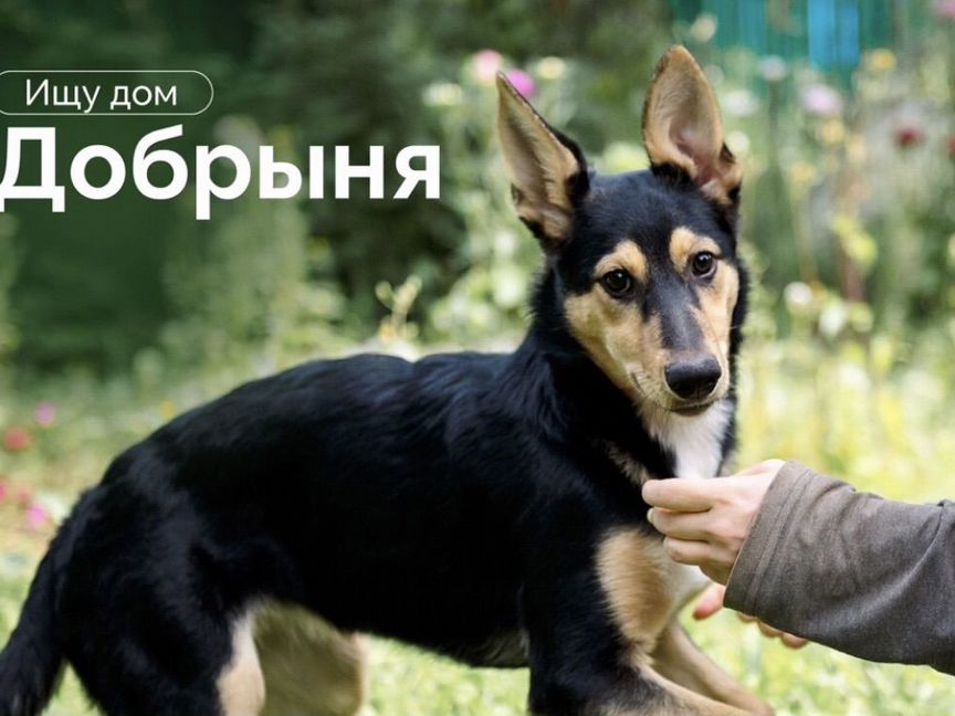 Собака метис в добрые руки бесплатно