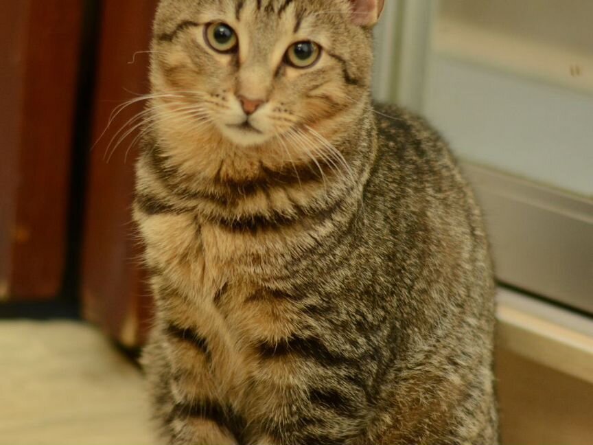 Добрый спокойный котик 5 месяцев