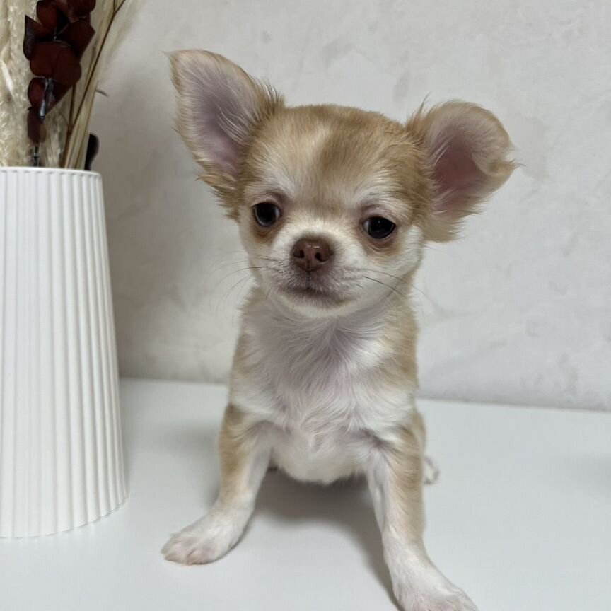 Чихуахуа девочка мерле