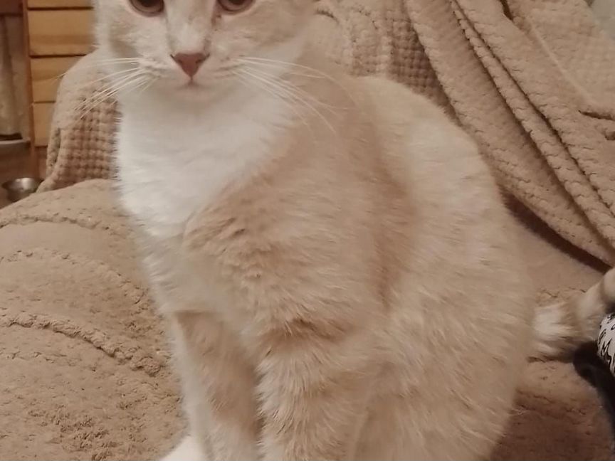 Котик Персик