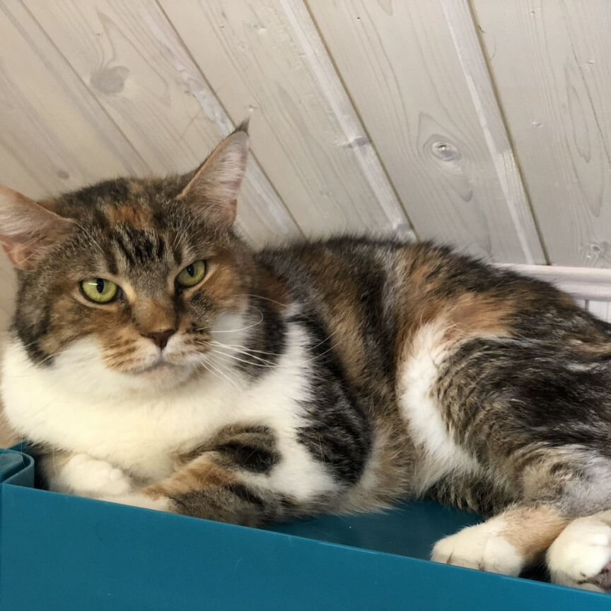 Кошка тигрица в добрые руки