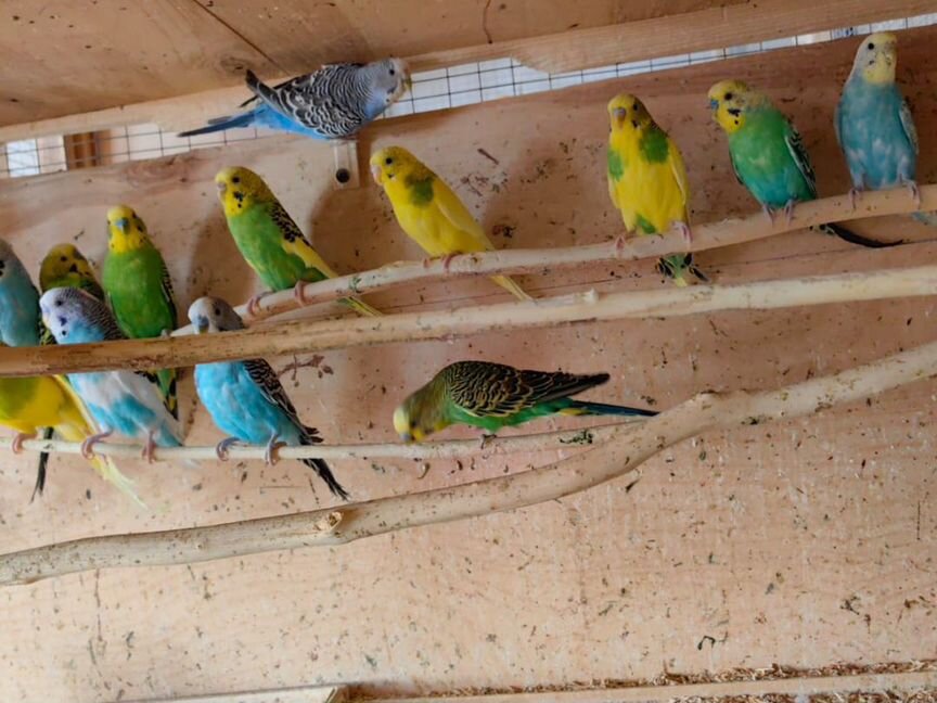 Волнистые попугаи оптом