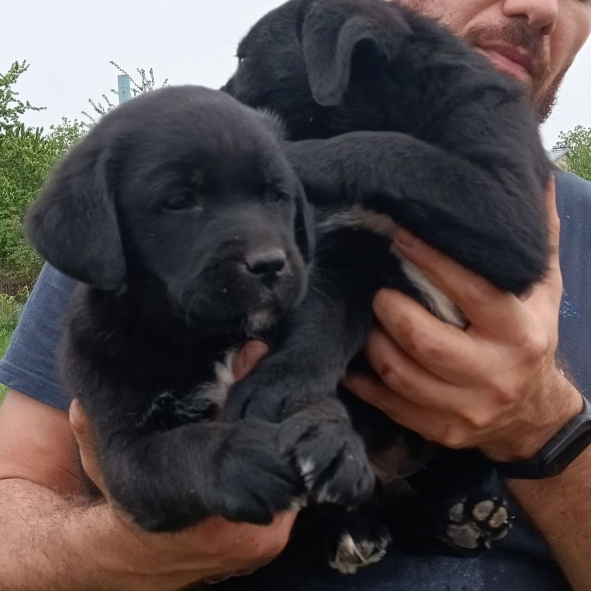 Щенки лабрадора