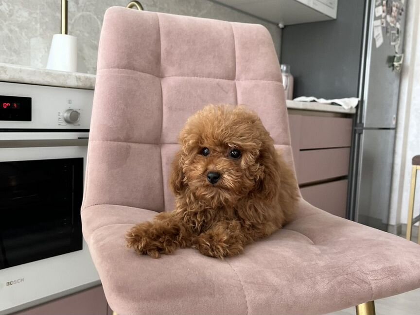 Мальтипу f1 мини