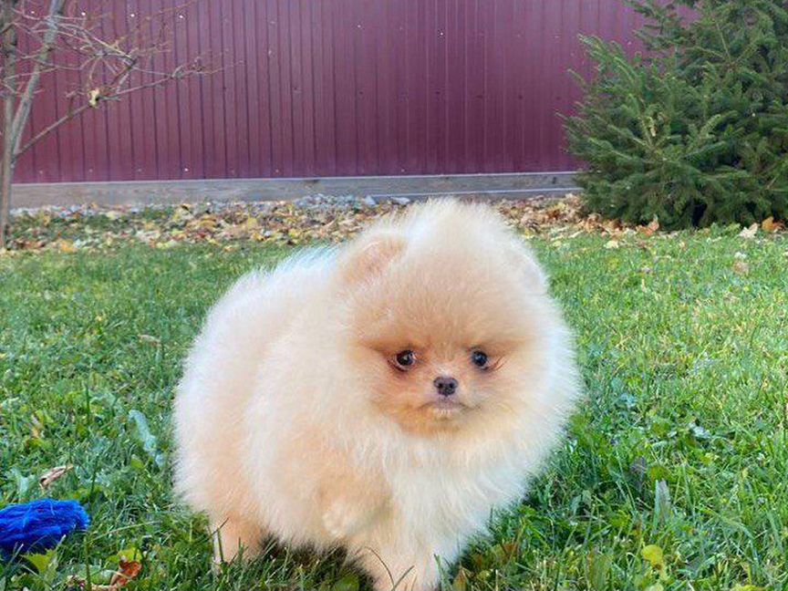 Померанский шпиц мини