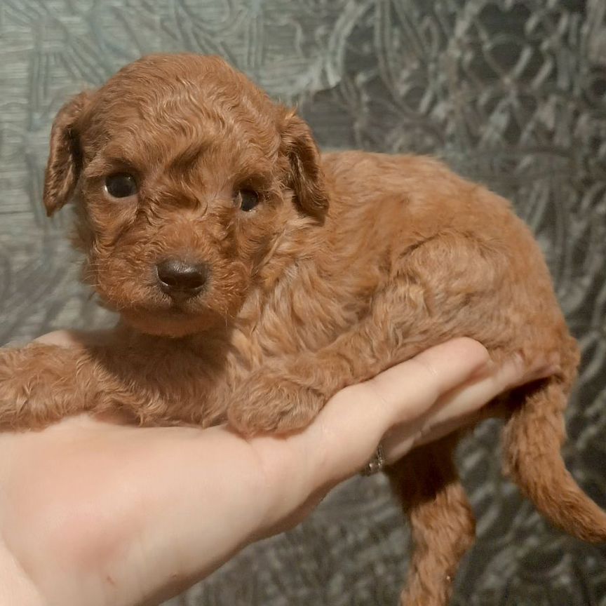 Той-пудель, щенок