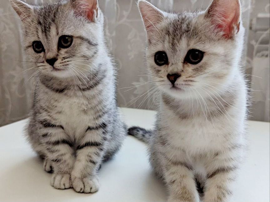 Шотландские котята