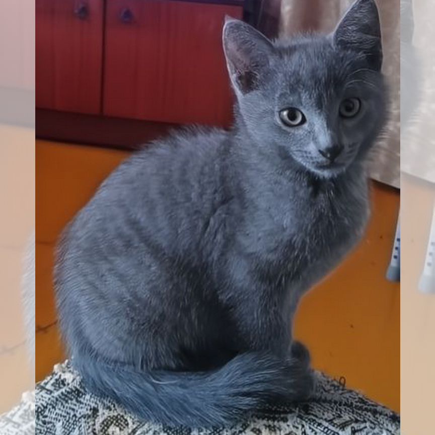 Русский голубой котёнок