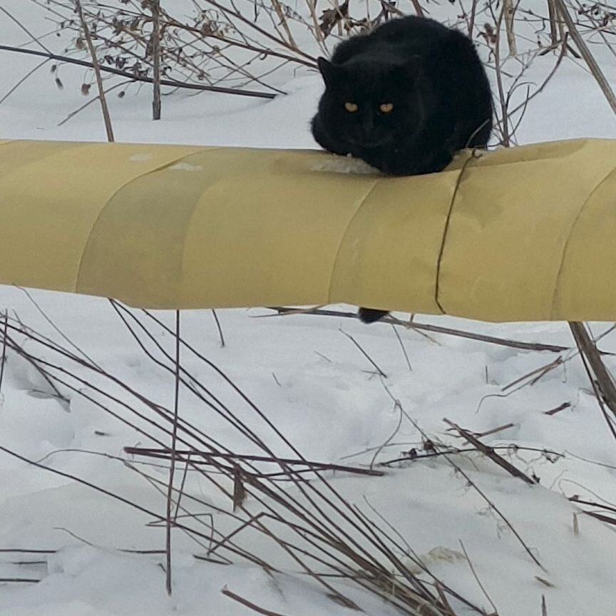 Кот замерзает на трубе